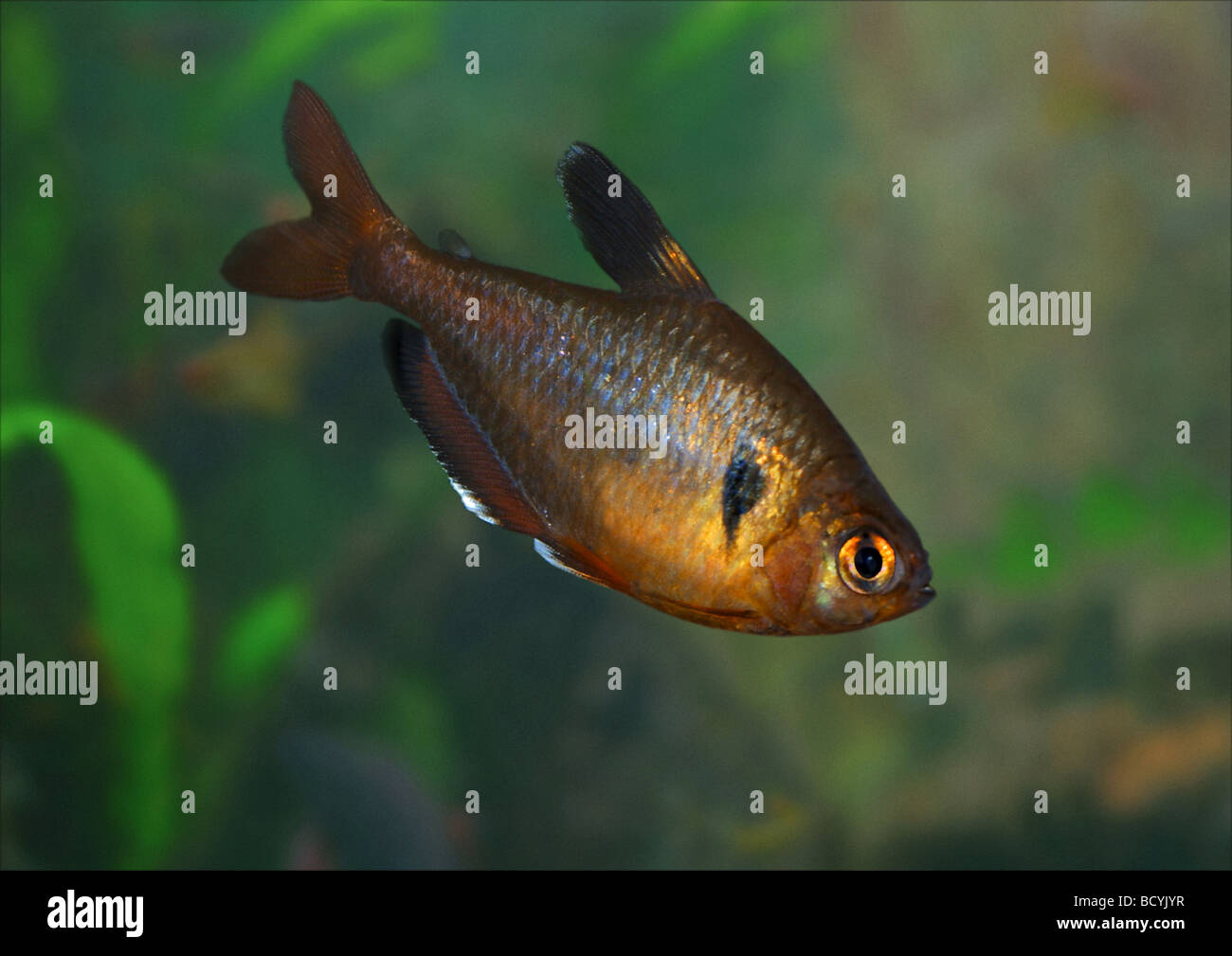 Callistus tetra hi-res stock photography and images - Alamy