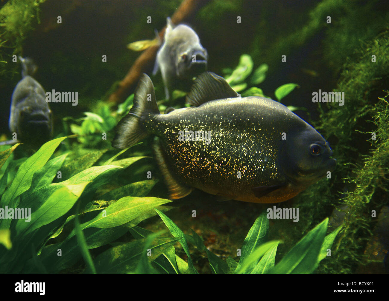 Piraya piranha hi-res stock photography and images - Alamy