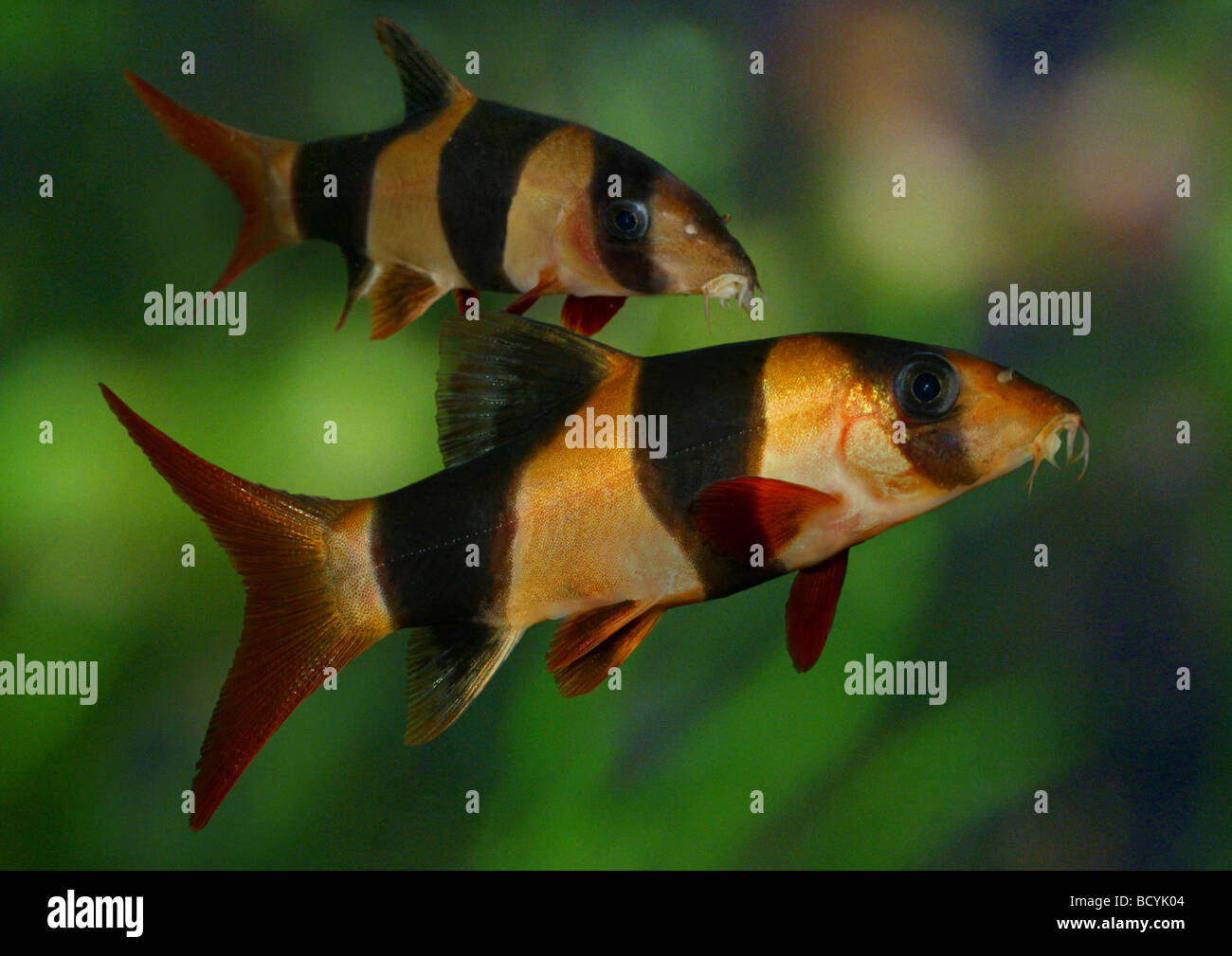 Clown loach botia macracanthus hi-res stock photography and images - Alamy