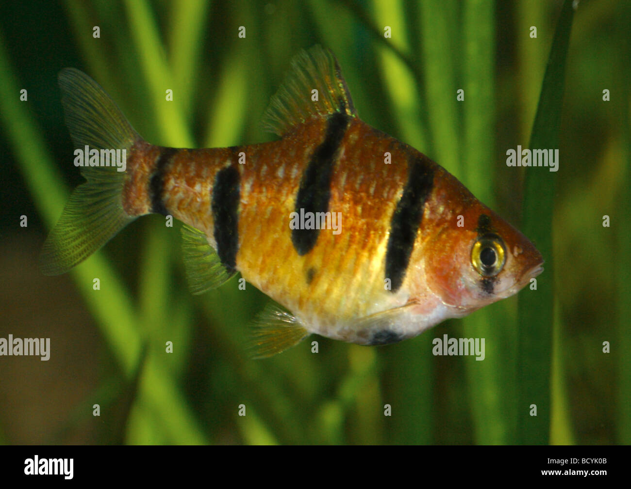 Barbus barbus barbel hi-res stock photography and images - Alamy