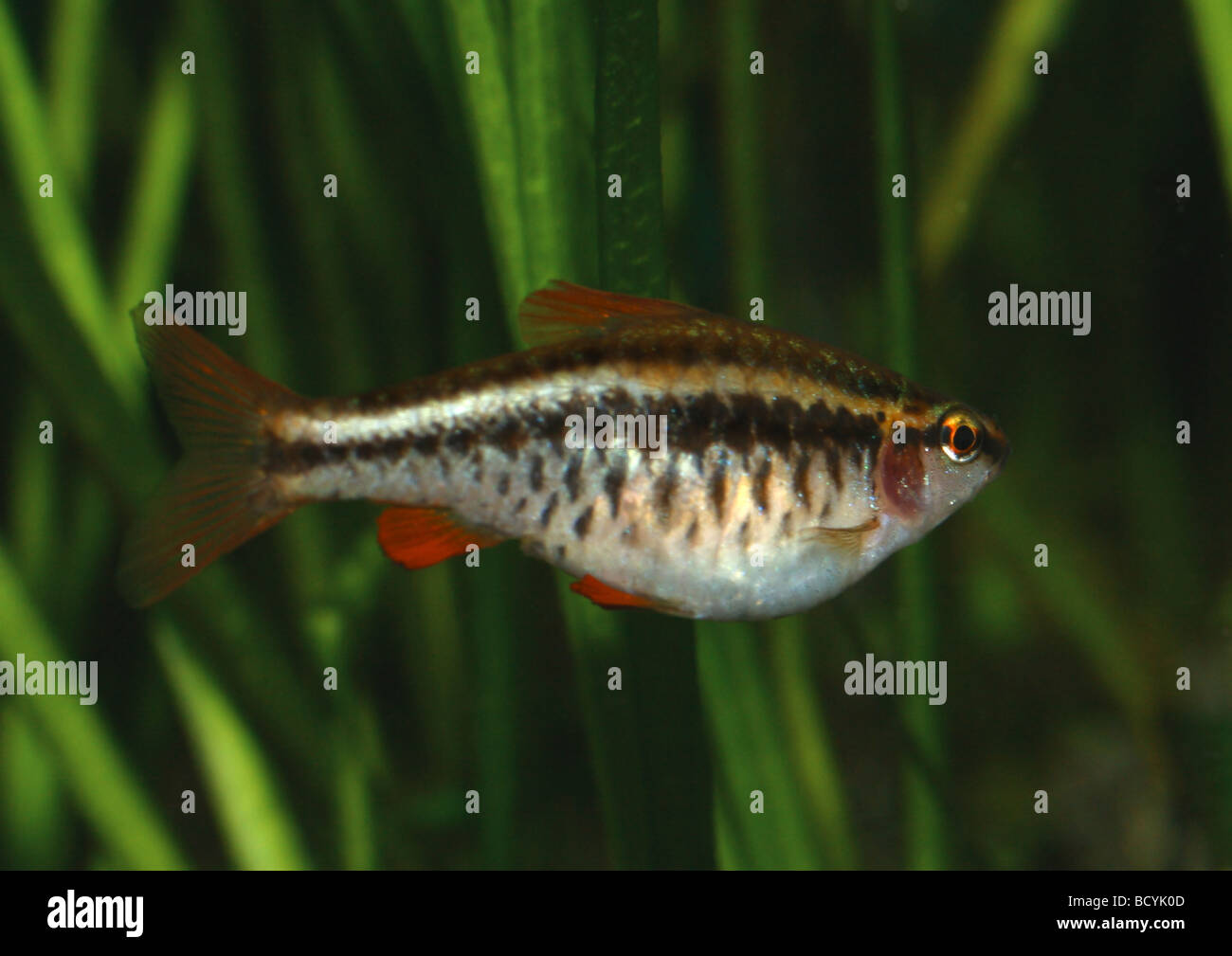 Dwarf Pencilfish (Nannostomus marginatus). Single fish in an aquarium ...