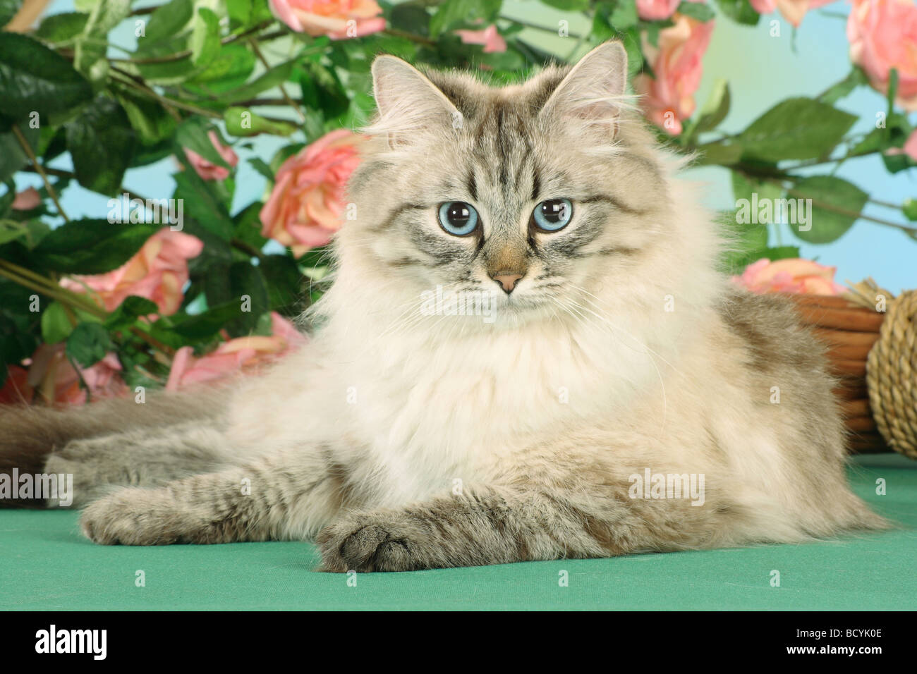 Neva Masquarade cat - lying in front of roses Stock Photo - Alamy