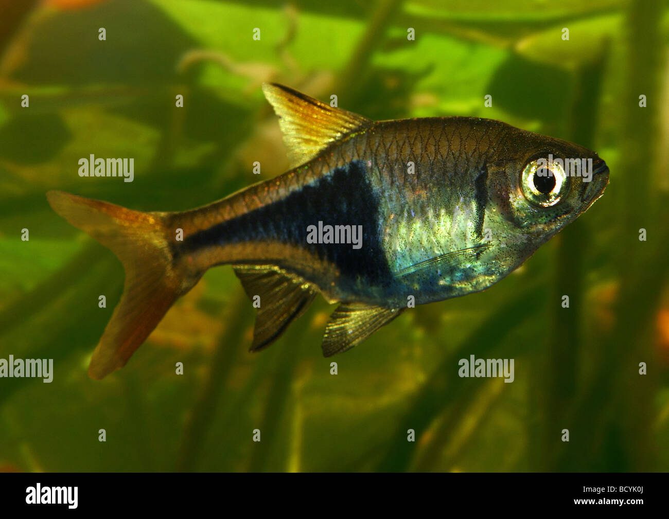 Harlequin Rasbora (Trigonostigma heteromorpha) in an aquarium Stock ...