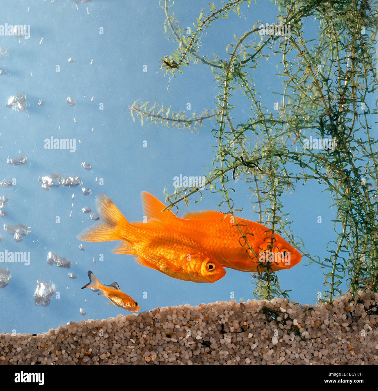 Young Goldfish Carassius Auratus Auratus High Resolution Stock ...