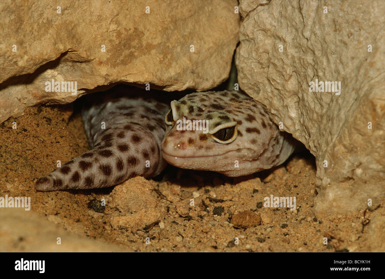 Cave gecko hi-res stock photography and images - Alamy