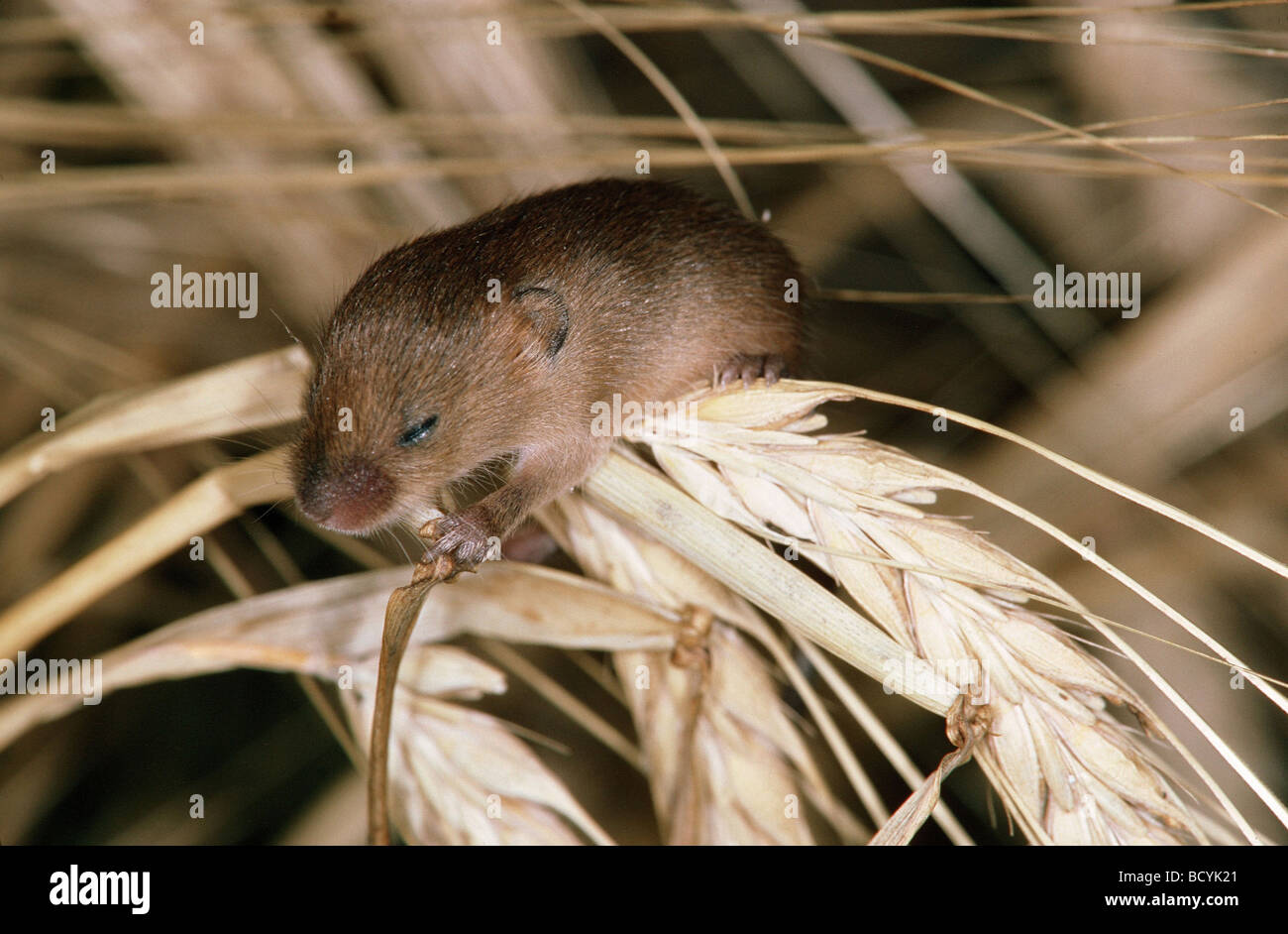 Shut your mouse hi-res stock photography and images - Alamy