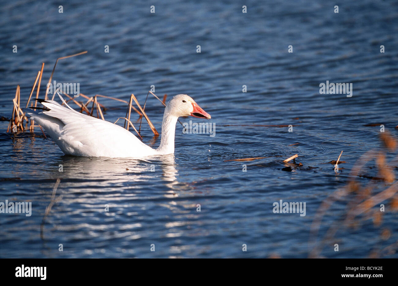 Snow goose swimming / Anser caerulescens Stock Photo - Alamy