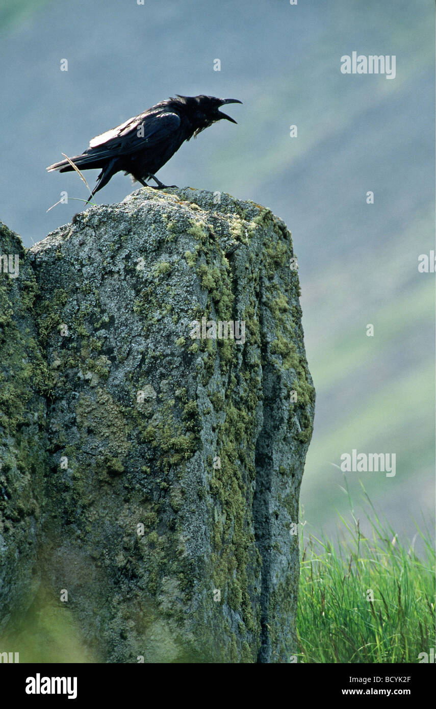 Raven on standing stone hi-res stock photography and images - Alamy