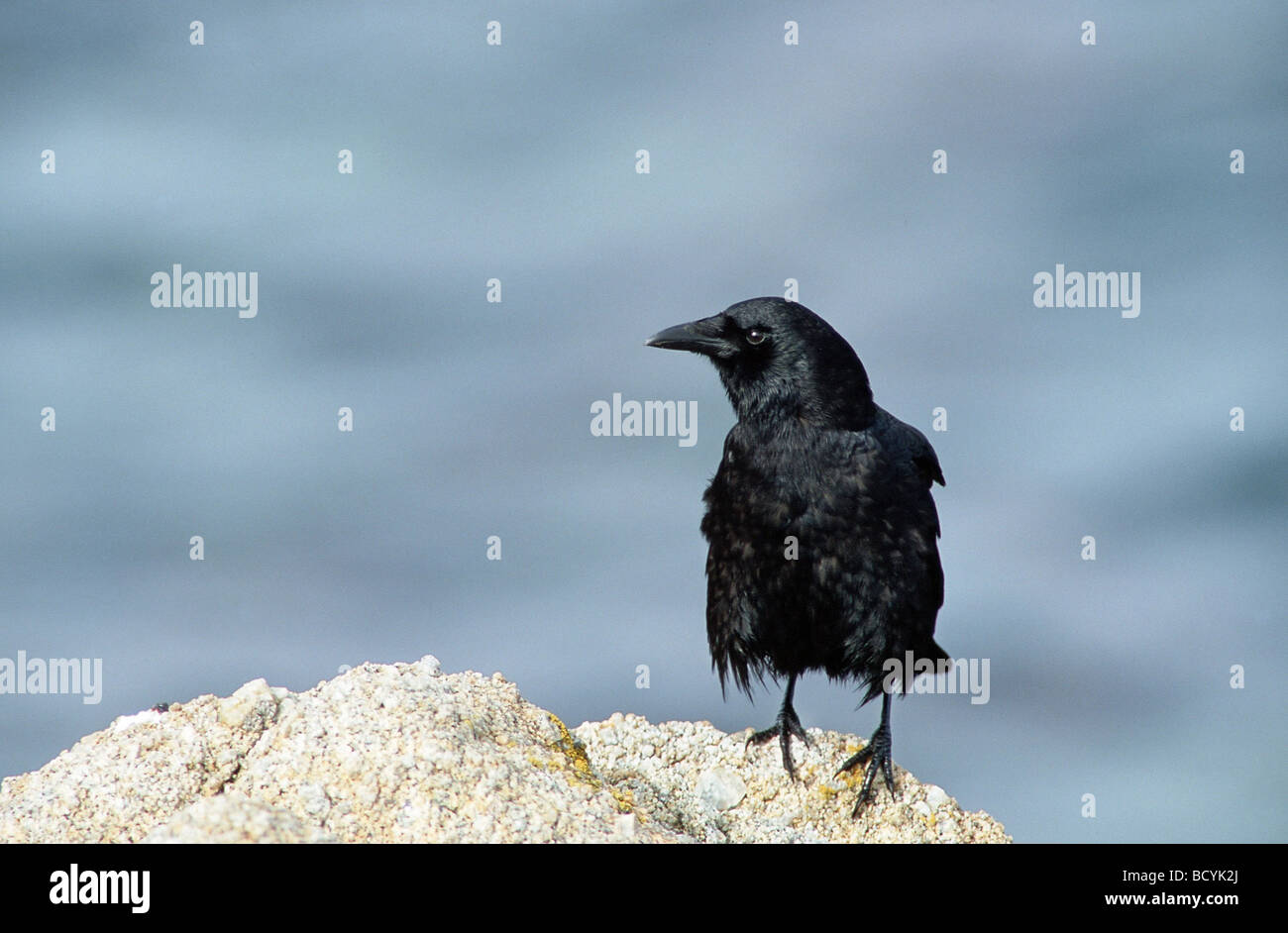 American crow on stone / Corvus brachyrhynchos Stock Photo - Alamy