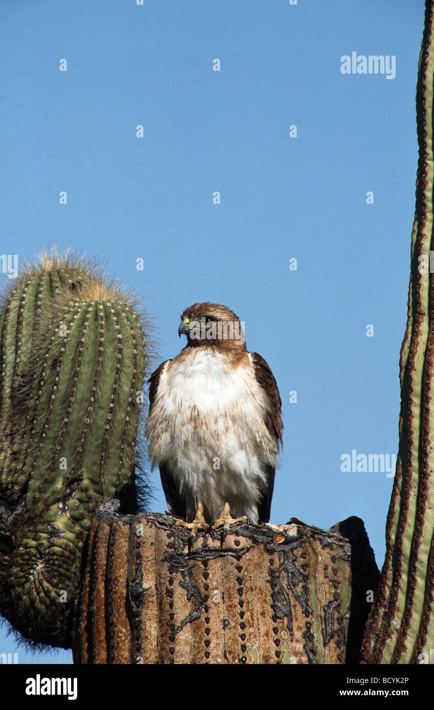 Northern red tailed hawk hi-res stock photography and images - Alamy