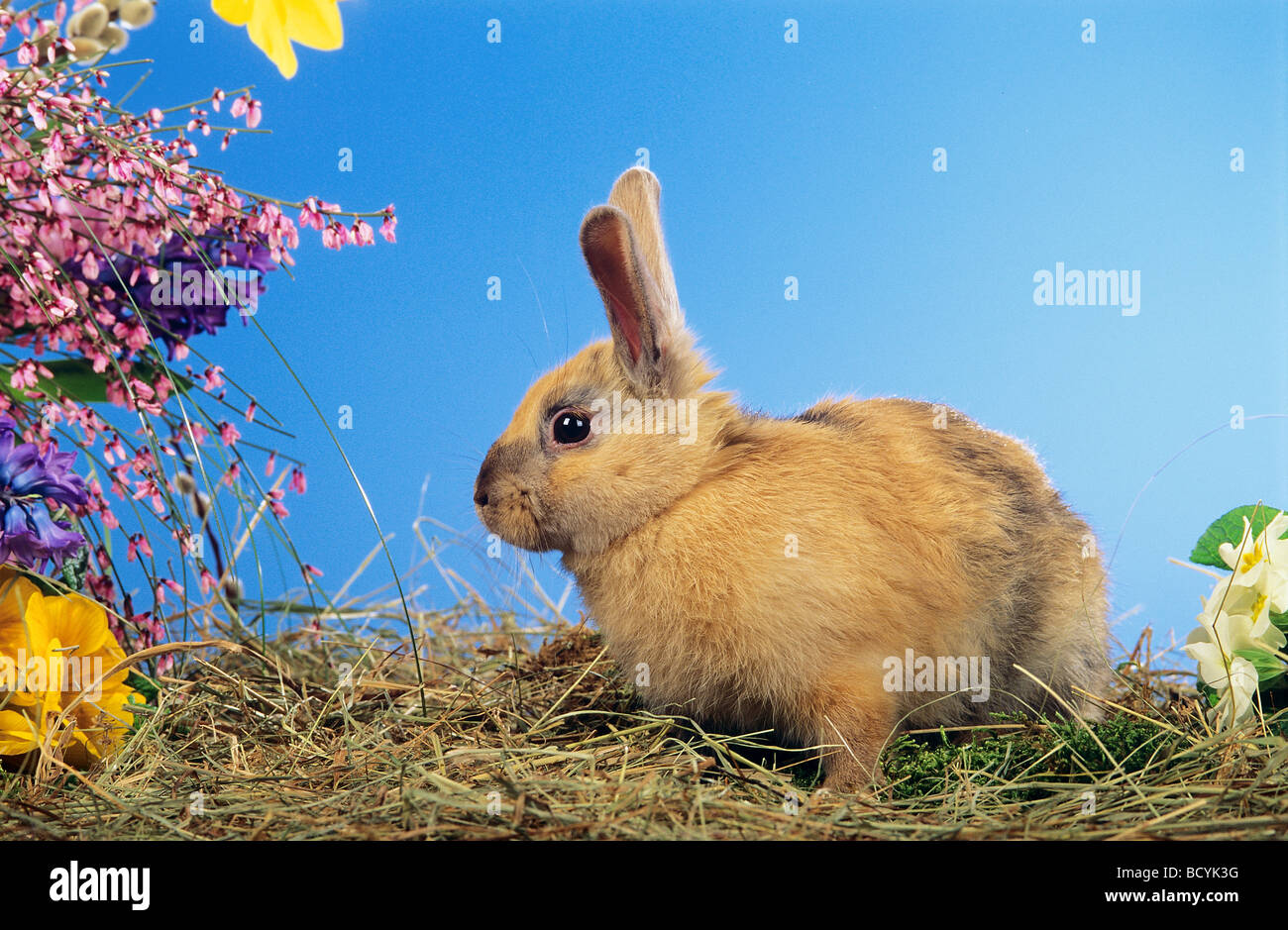 brown dwarf rabbit - sitting on hay Stock Photo - Alamy