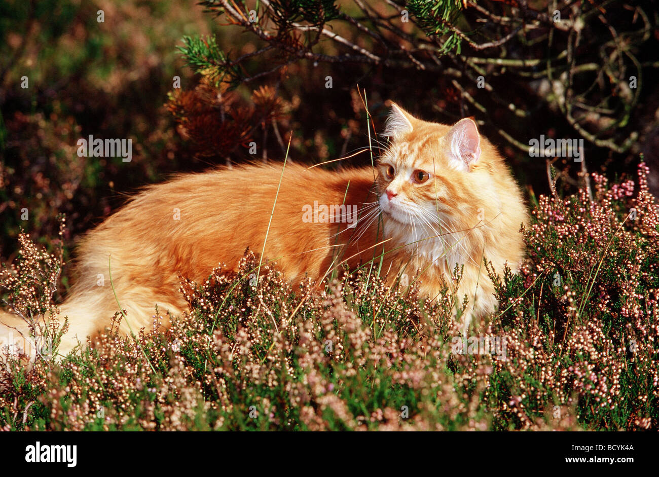 red persian cat Stock Photo - Alamy