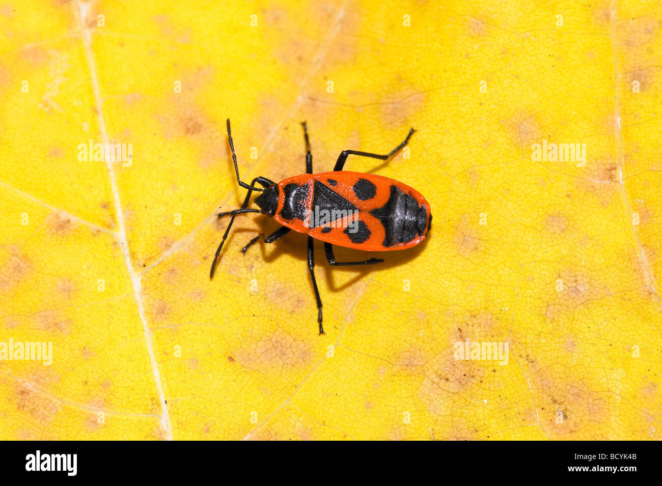 Bed bugs color hi-res stock photography and images - Alamy