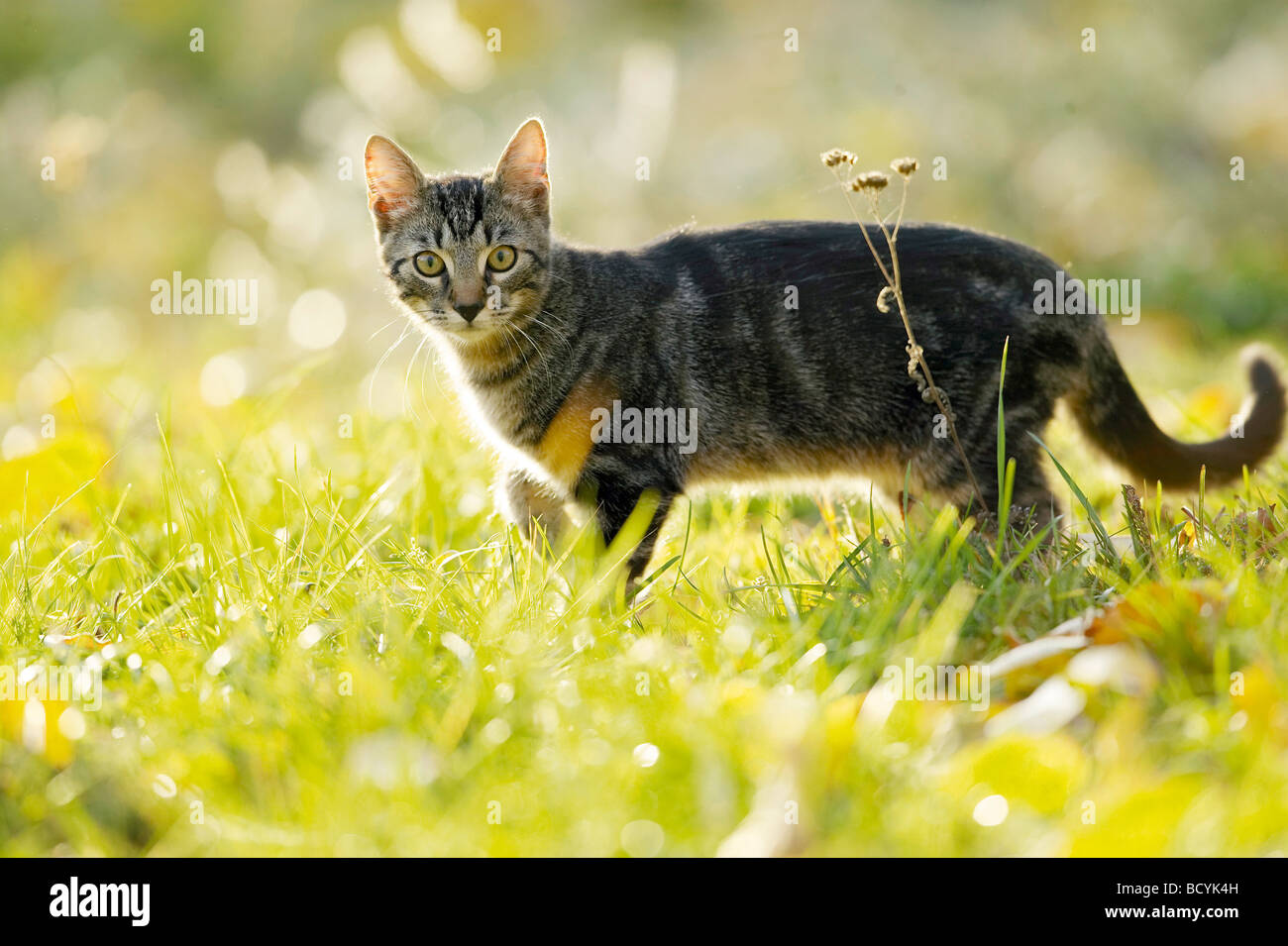 Domestic cat. Tabby cat in grass Stock Photo - Alamy