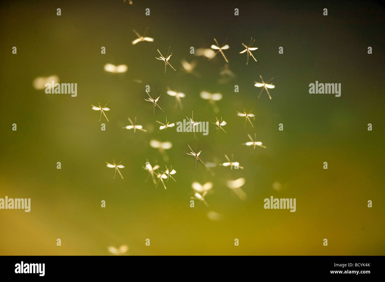 Dancing mosquitoes hi-res stock photography and images - Alamy