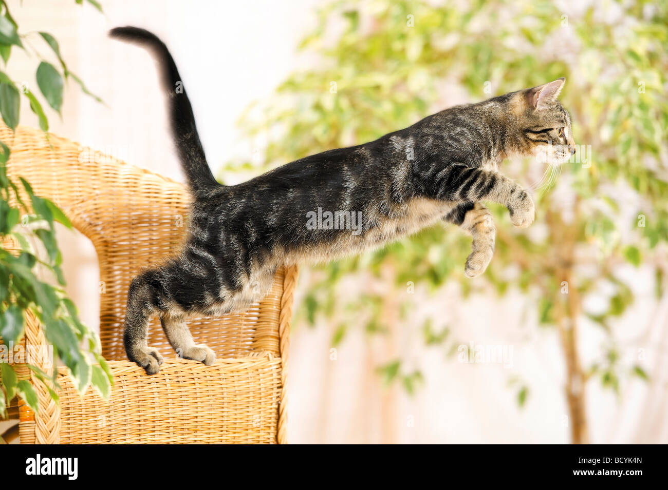 Domestic cat jumps from wicker chair Stock Photo - Alamy