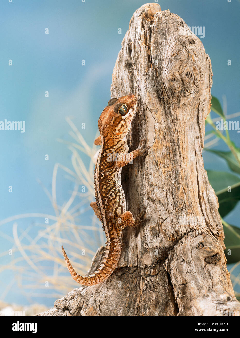 Pictus gecko hi-res stock photography and images - Alamy