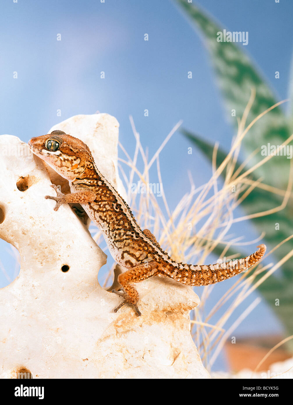 Gecko / Paridura Pictus Stock Photo - Alamy