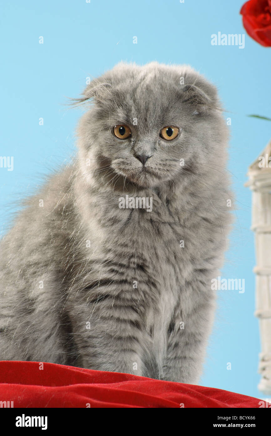 Scottish Fold cat - sitting Stock Photo - Alamy