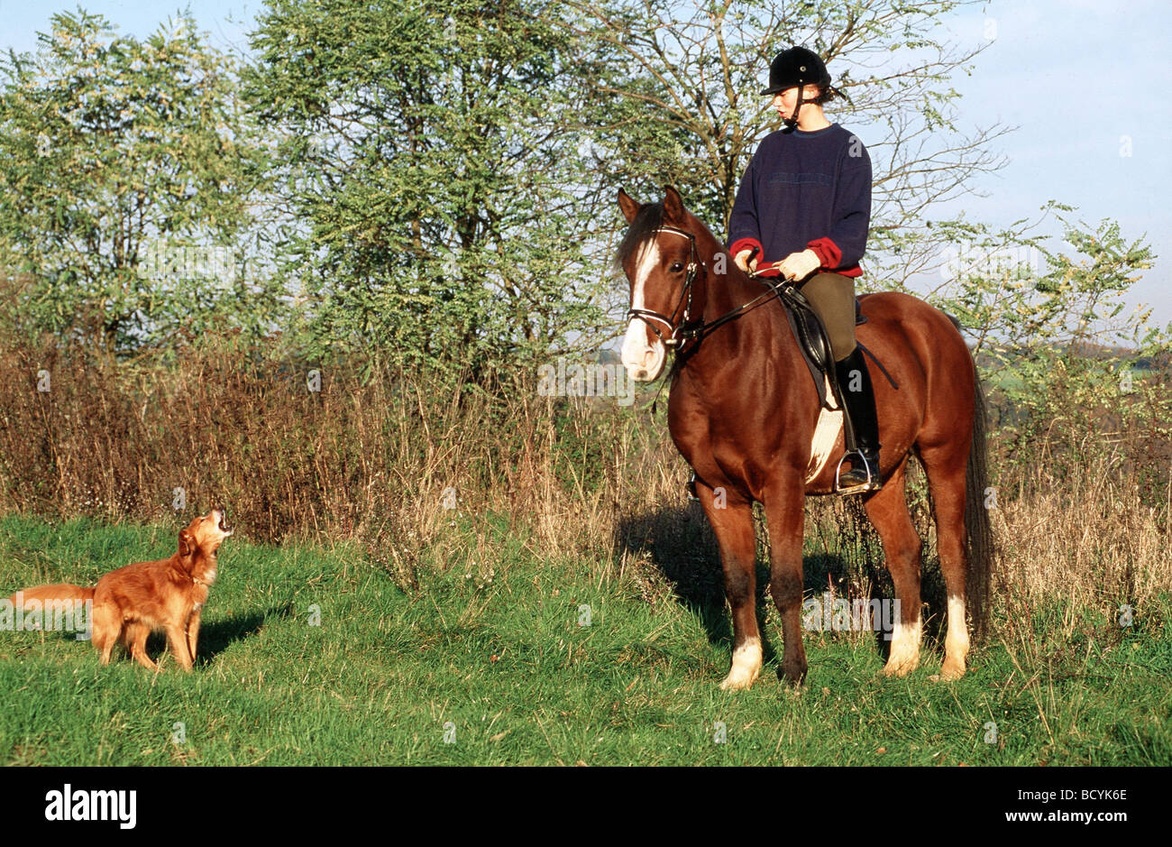 horse with rider Stock Photo - Alamy