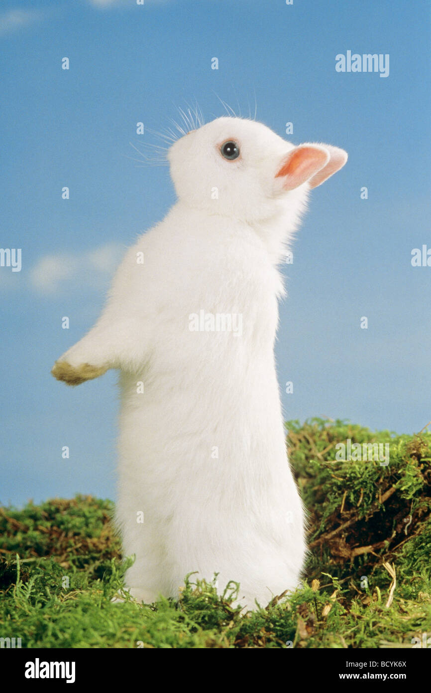young white rabbit - begging Stock Photo - Alamy