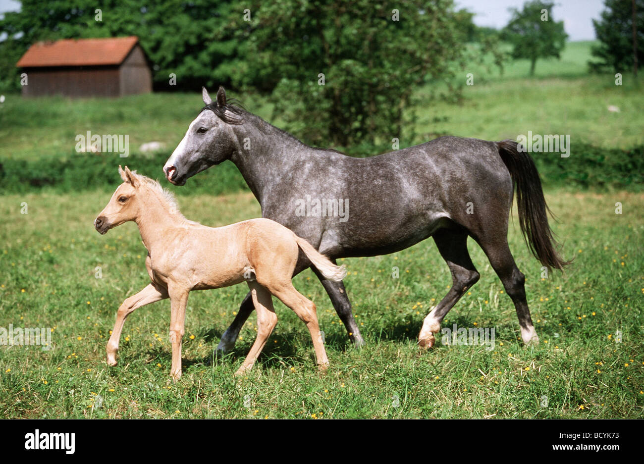 arabian barb horse mare with foal Stock Photo - Alamy