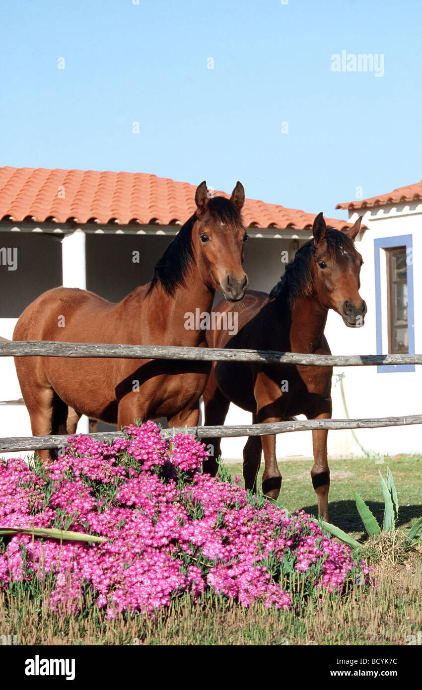 Yearling Arabian Horse