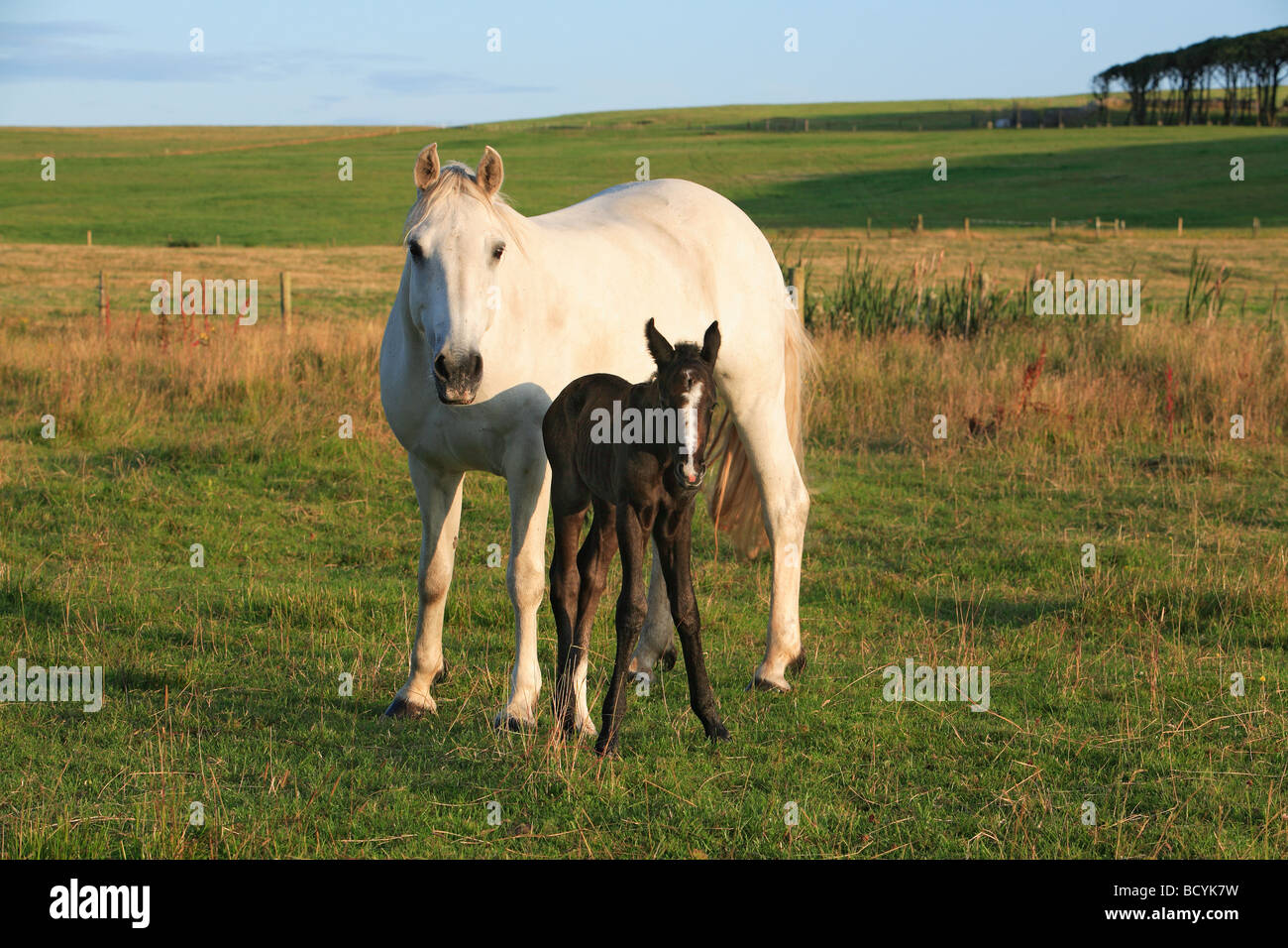 white mare and black foal Ireland Stock Photo - Alamy