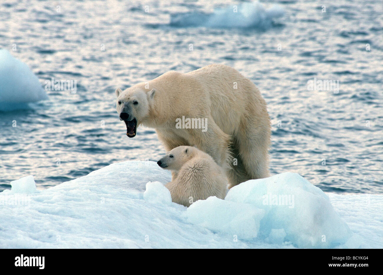 polar bear - female protecting cub / Ursus maritimus Stock Photo - Alamy