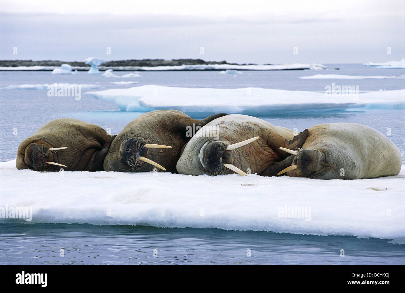 Walrus (Odobenus rosmarus). Four adults resting side by side on an ice ...