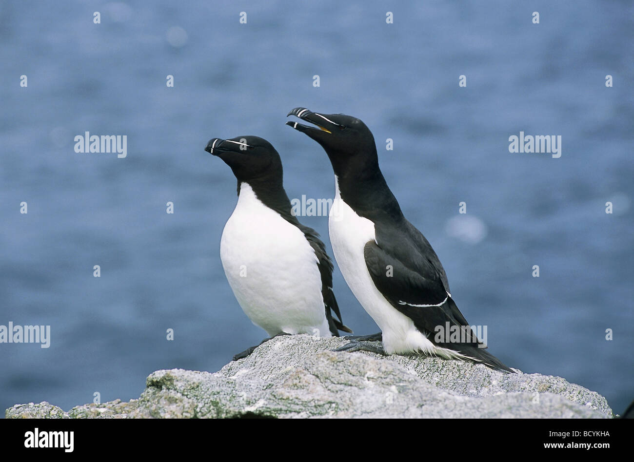 Razorbill / Alca torda Stock Photo - Alamy