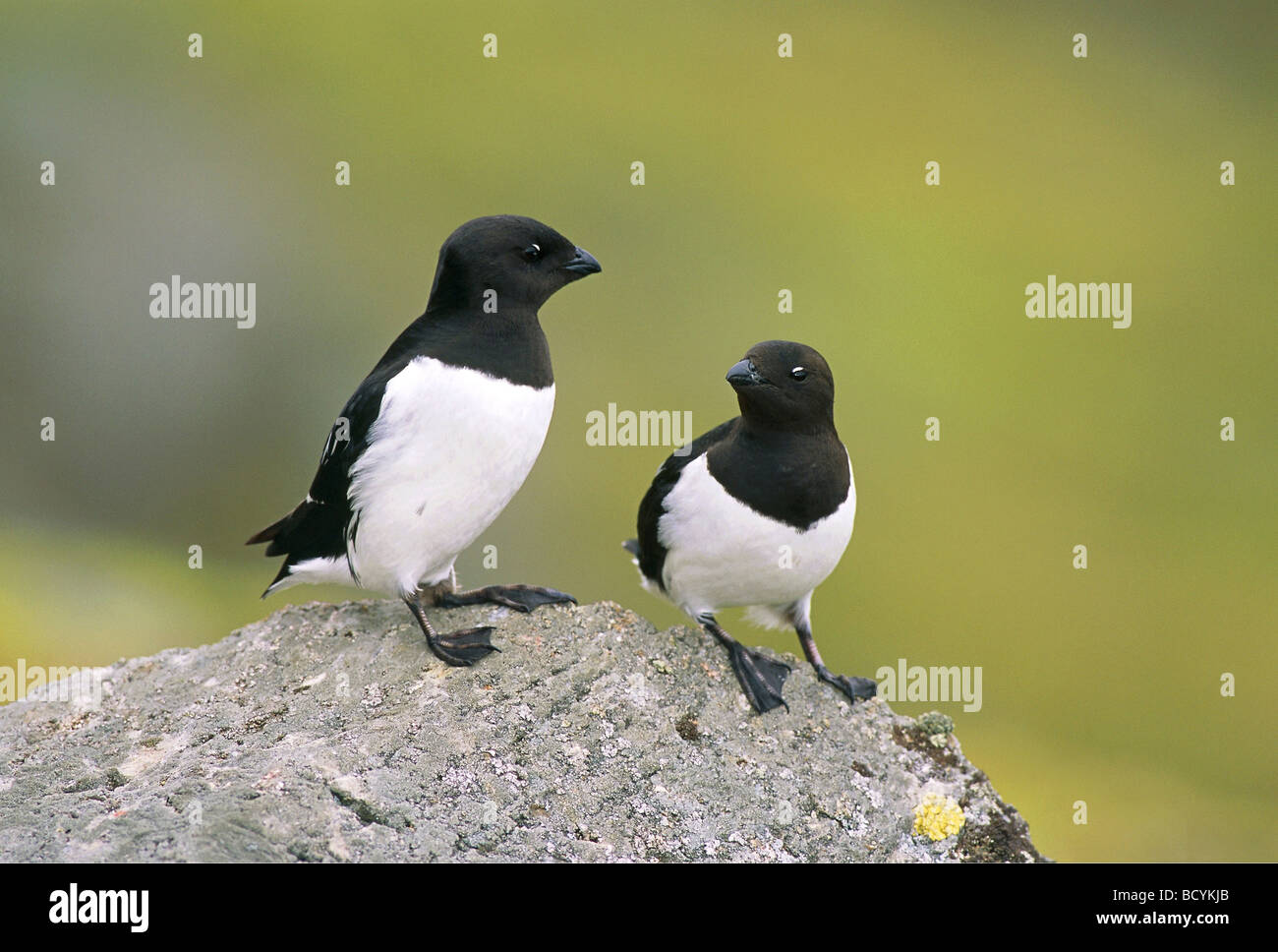Little Auk, Dovekie (Alle alle). Two birds on a cliff Stock Photo - Alamy