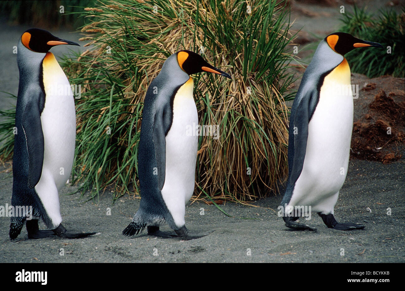 King sideways hi-res stock photography and images - Alamy