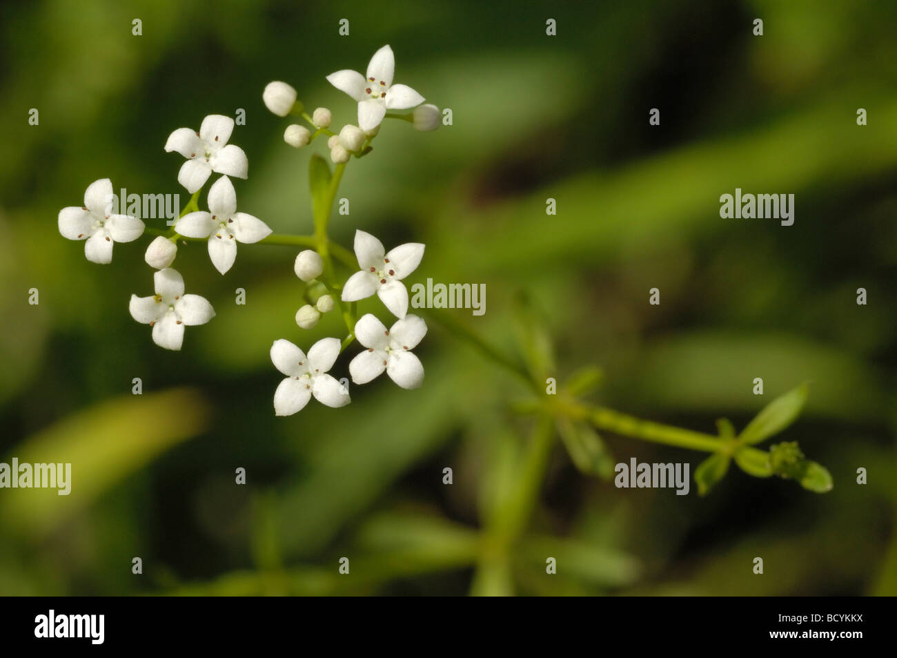Bedstraw, galium sp., wildflower, Fleet Valley, Dumfries & Galloway ...