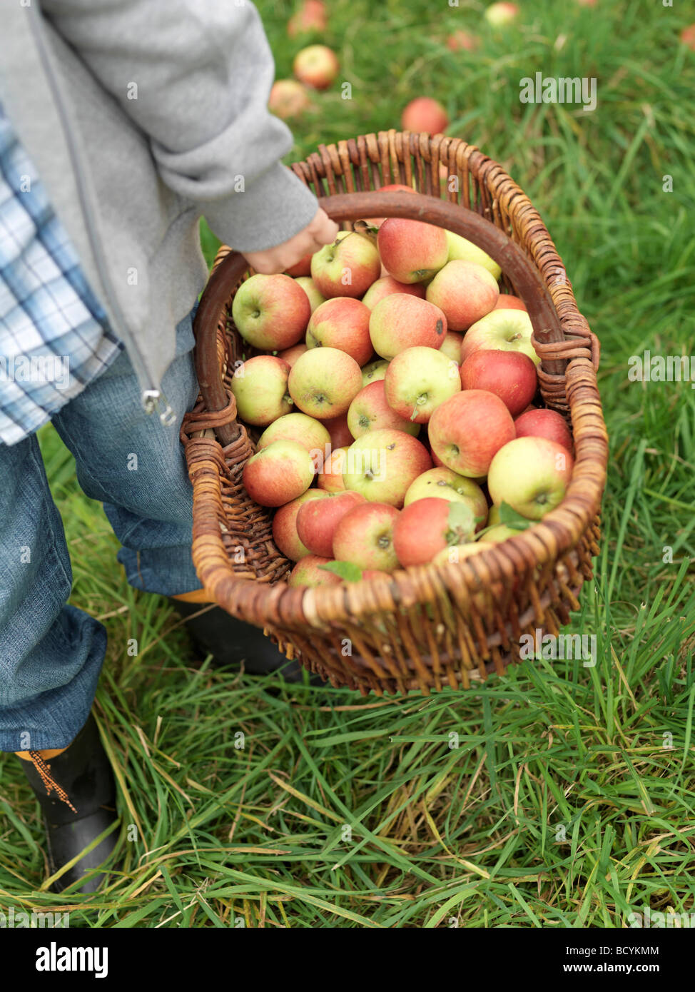 Boy carrying basket full of ripe apples Stock Photo - Alamy