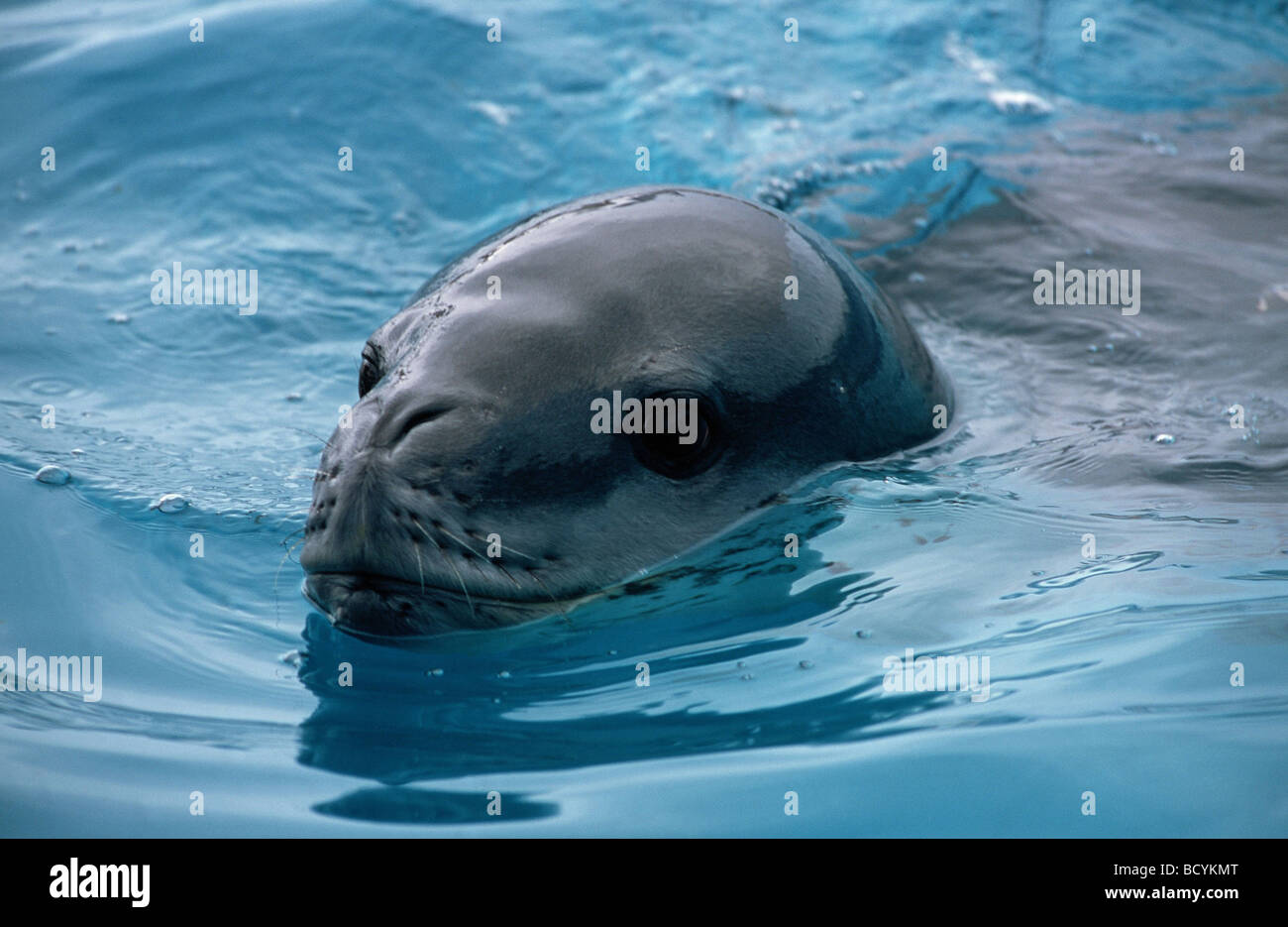Sea leopards hi-res stock photography and images - Alamy