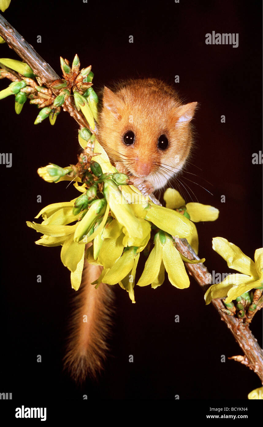 Hazel dormice blossom hi-res stock photography and images - Alamy