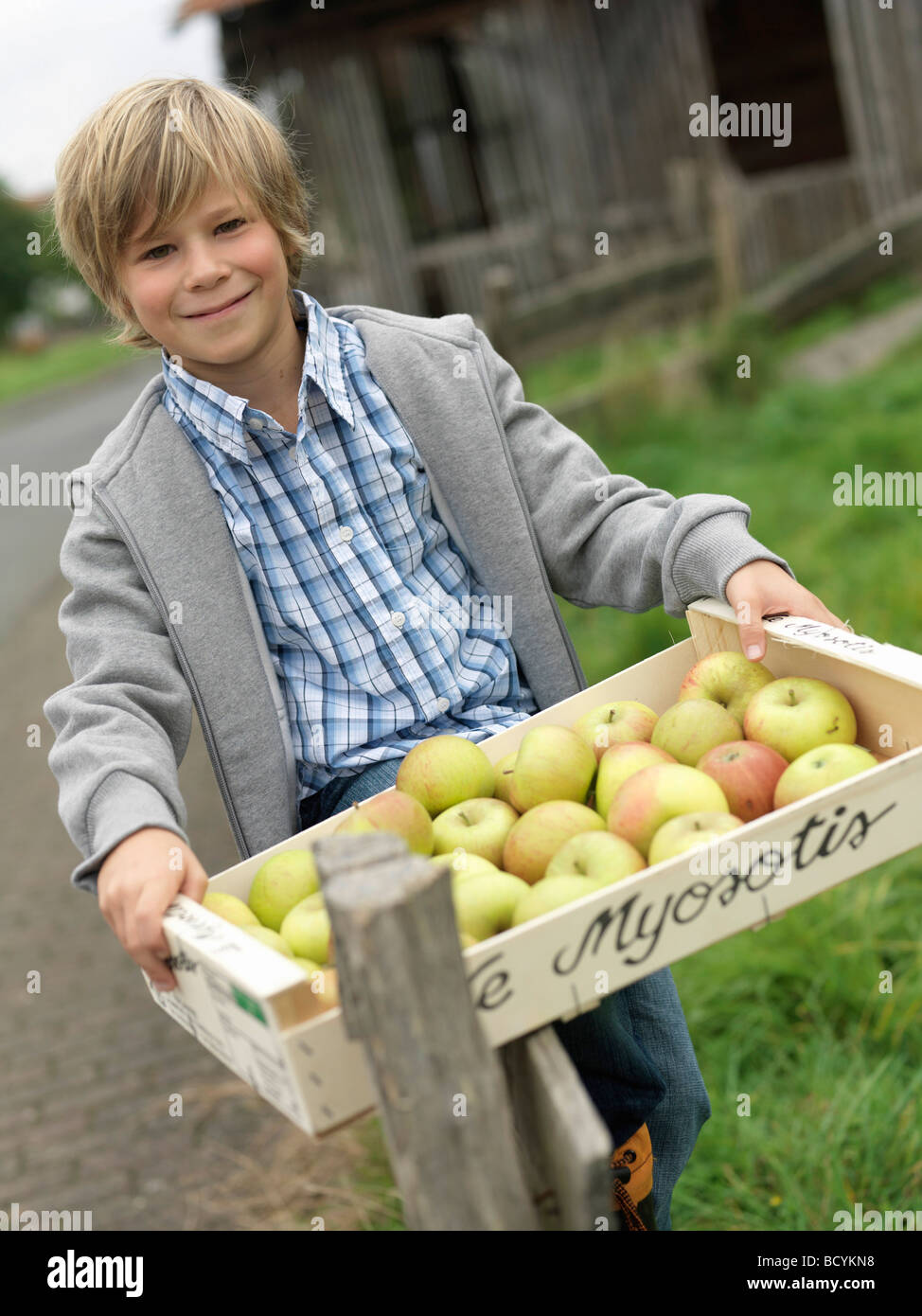Boy carrying box full of ripe apples Stock Photo - Alamy