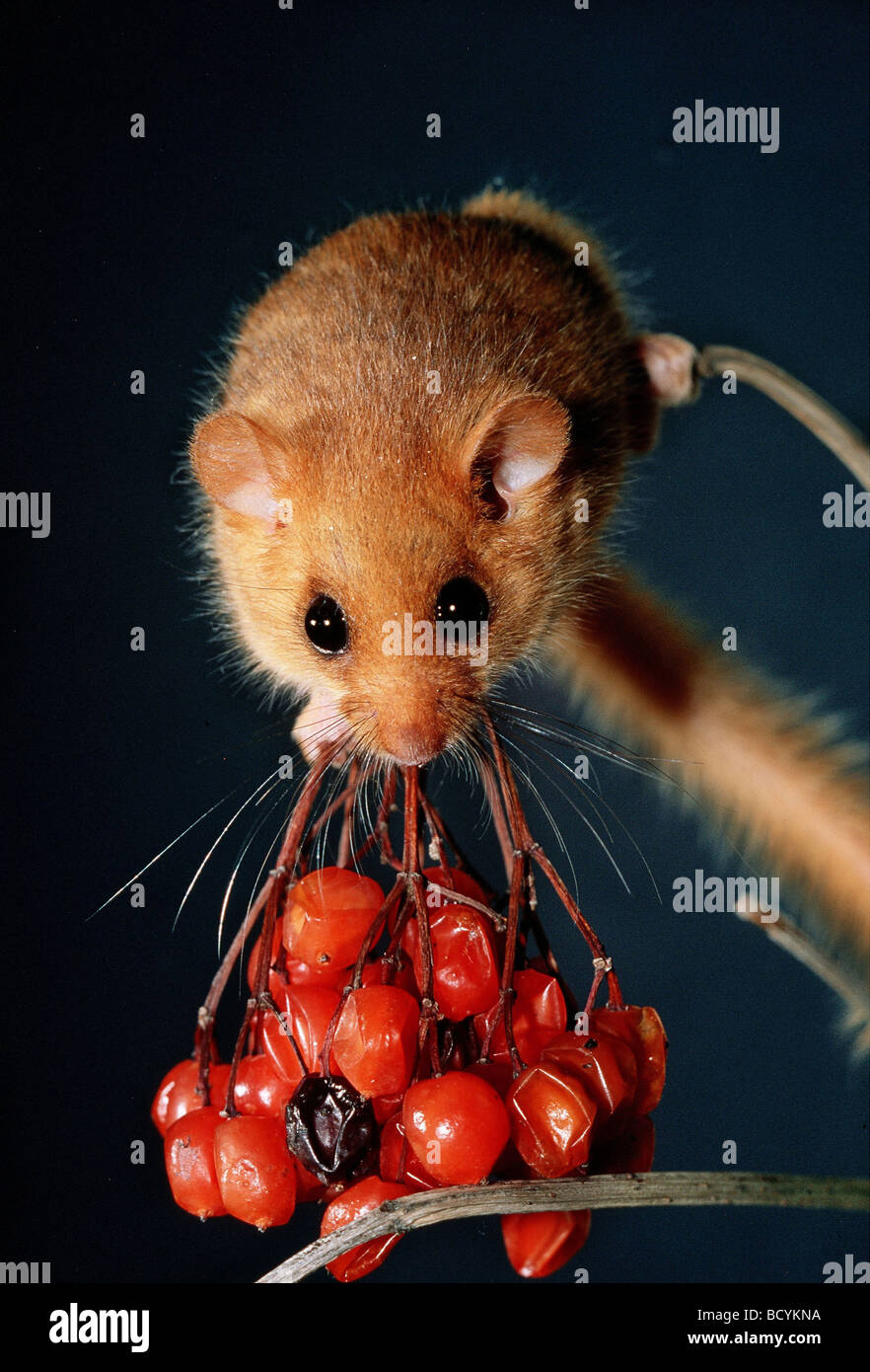 Hazel mouse hi-res stock photography and images - Alamy
