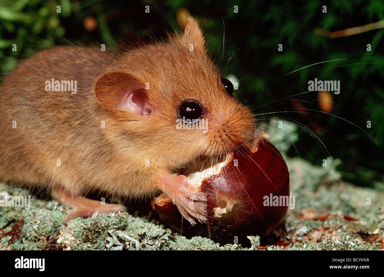 Dormice eating chestnut hi-res stock photography and images - Alamy