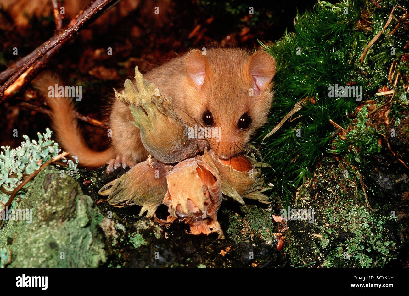 common dormouse , hazel mouse / Muskaridinus avellanarius Stock Photo ...