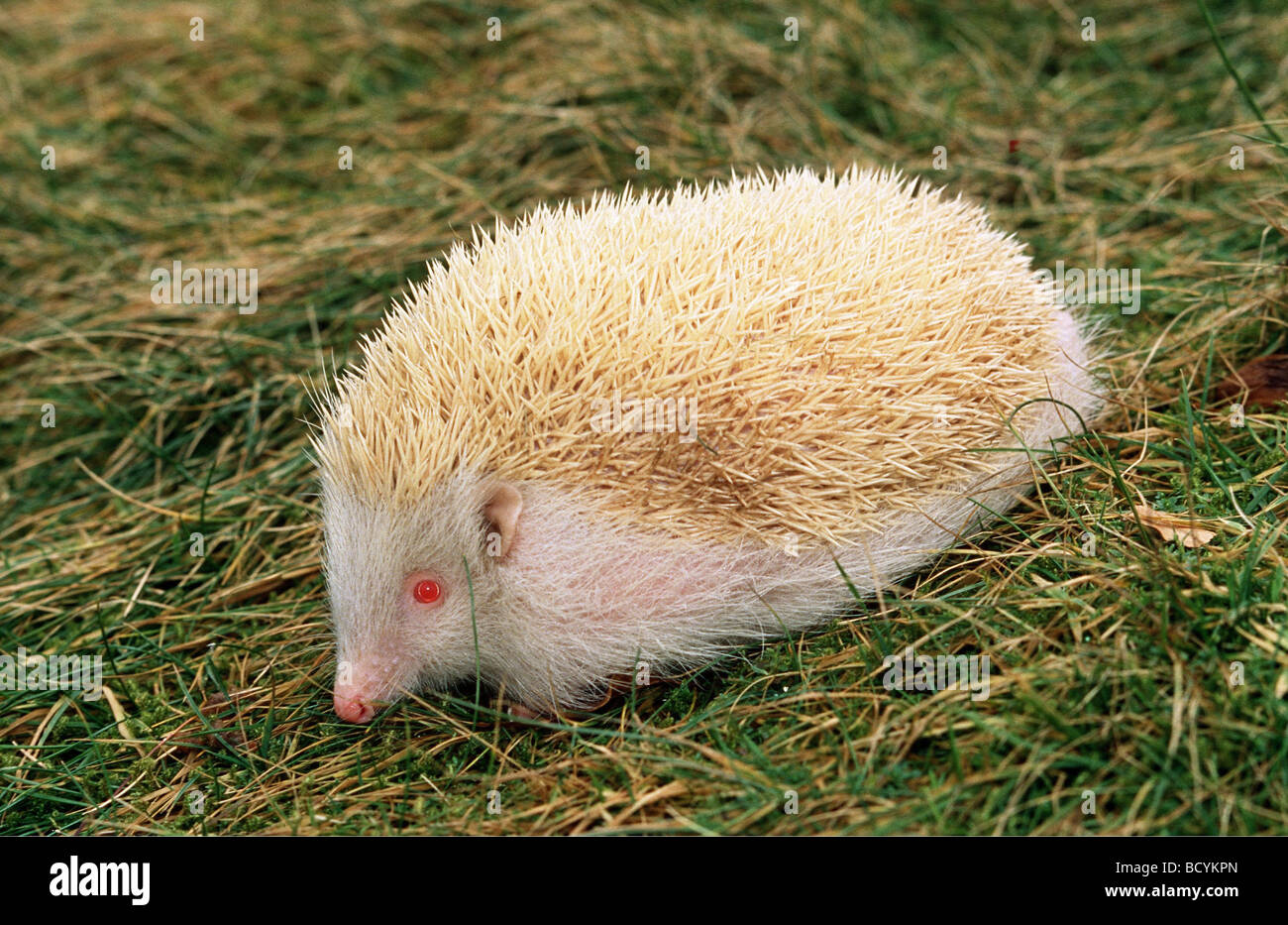 Hedgehogs and gymnures erinaceidae hi-res stock photography and images ...