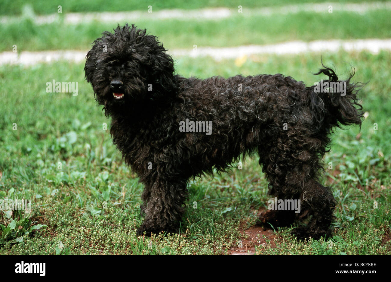 dog - standing lateral Stock Photo - Alamy
