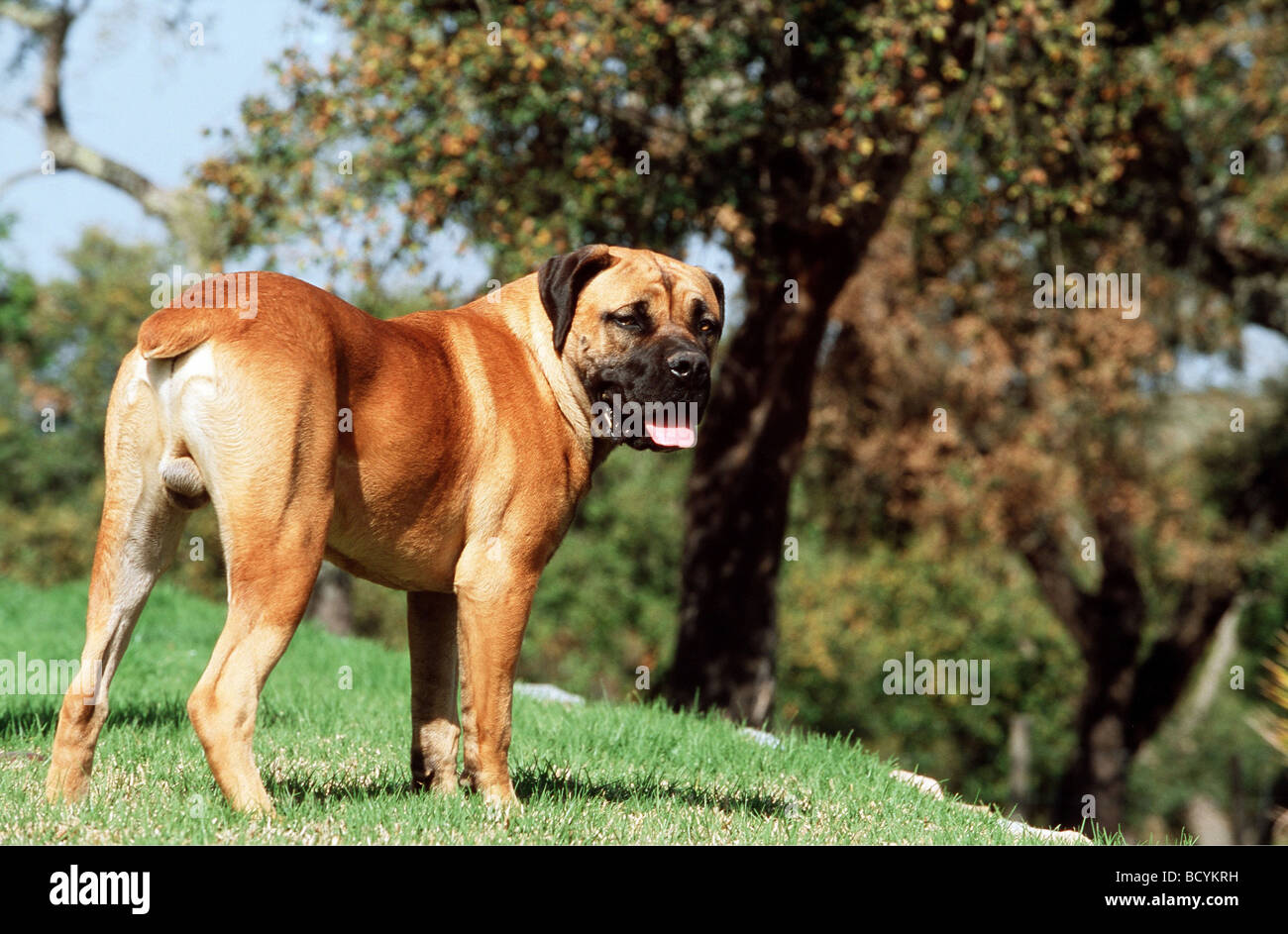 Burbul High Resolution Stock Photography and Images - Alamy