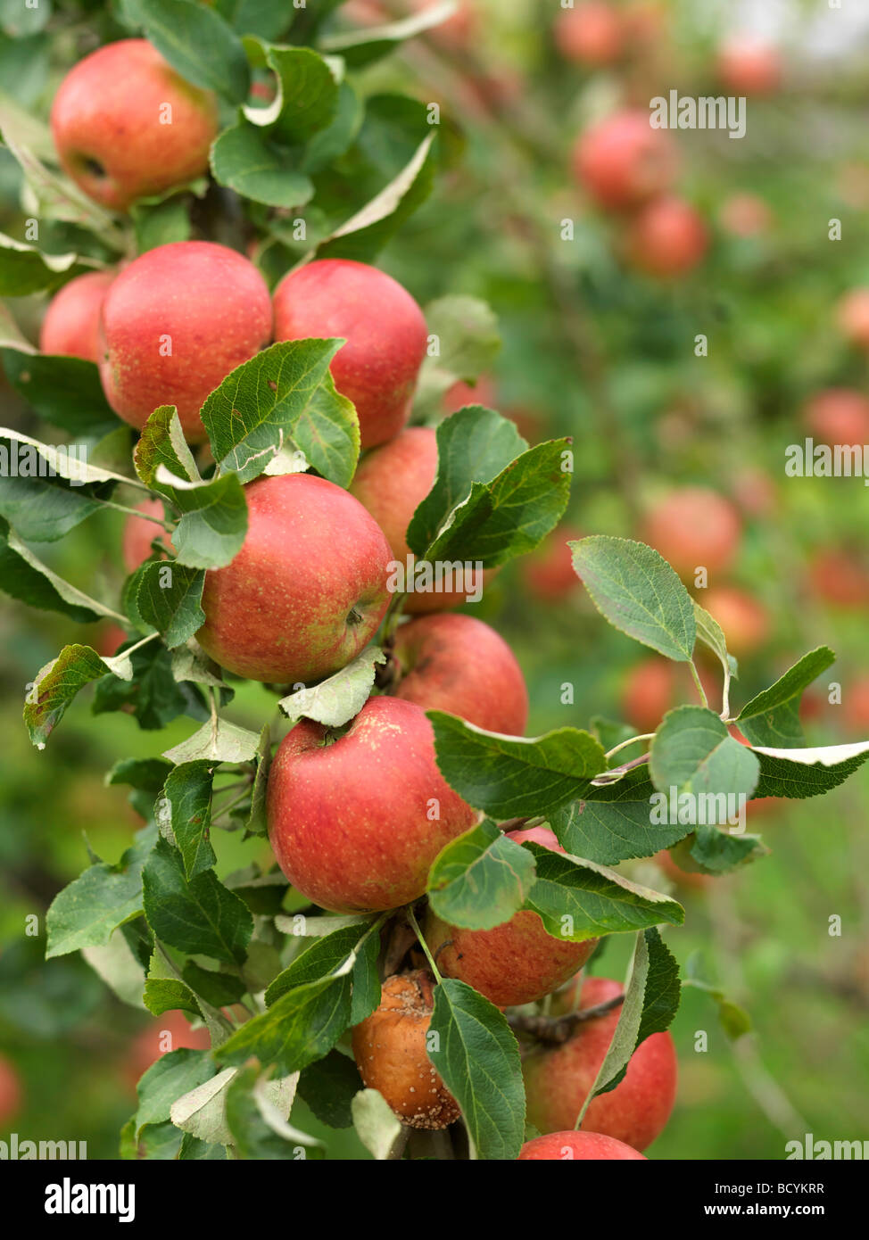 Ripe Apples on tree at harvest time Stock Photo - Alamy