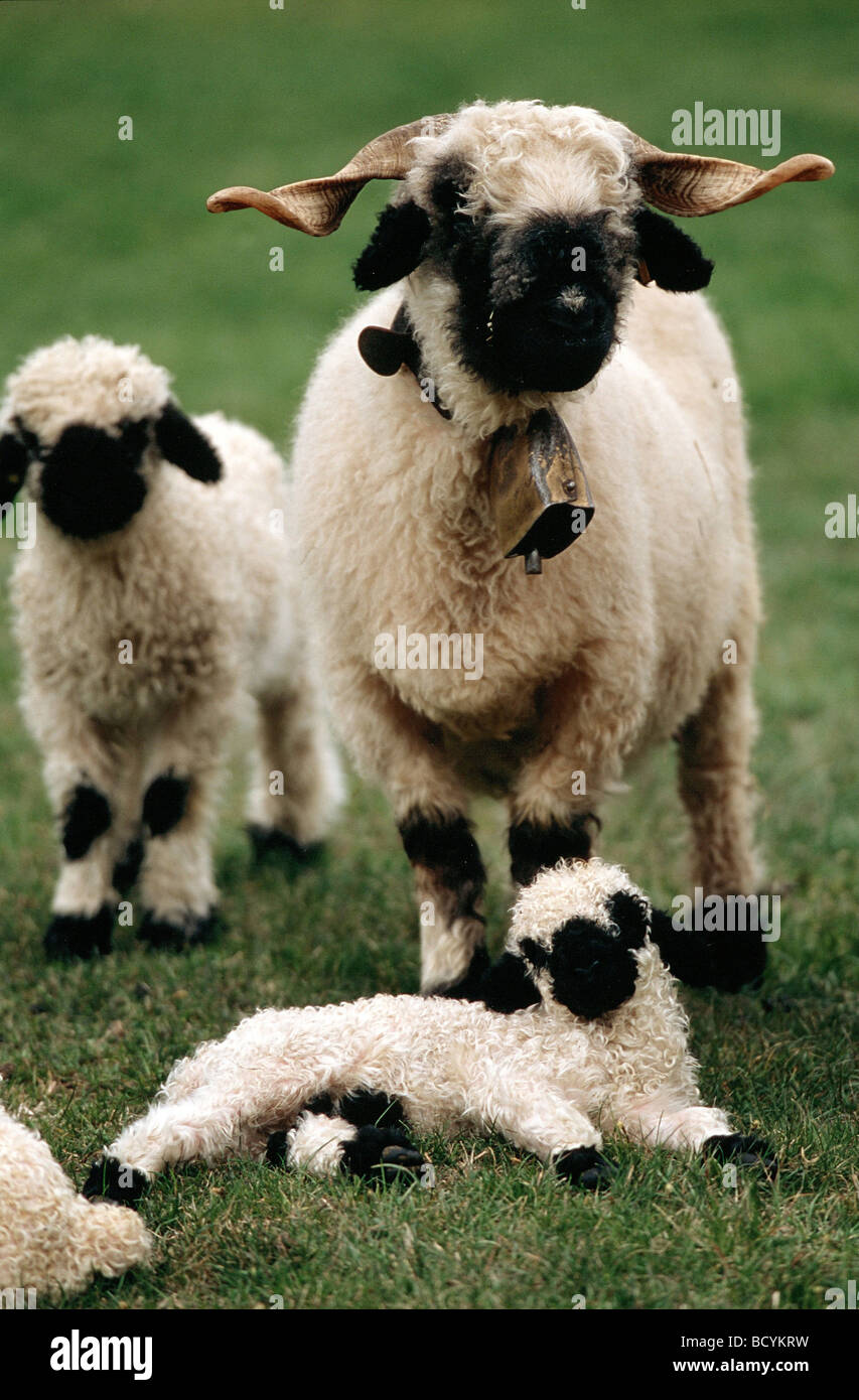sheep with lambs Stock Photo - Alamy