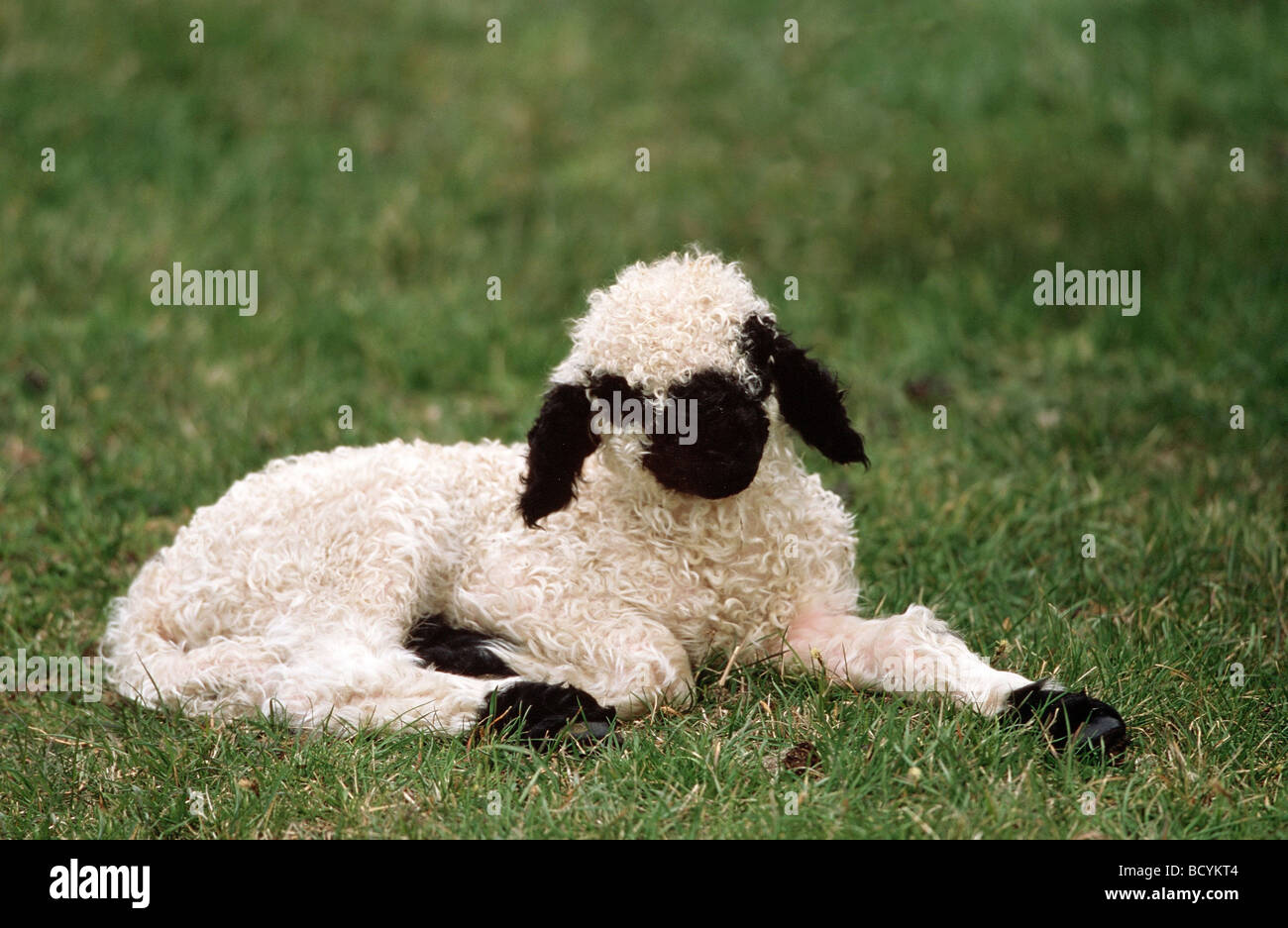 sheep - lamb Stock Photo - Alamy