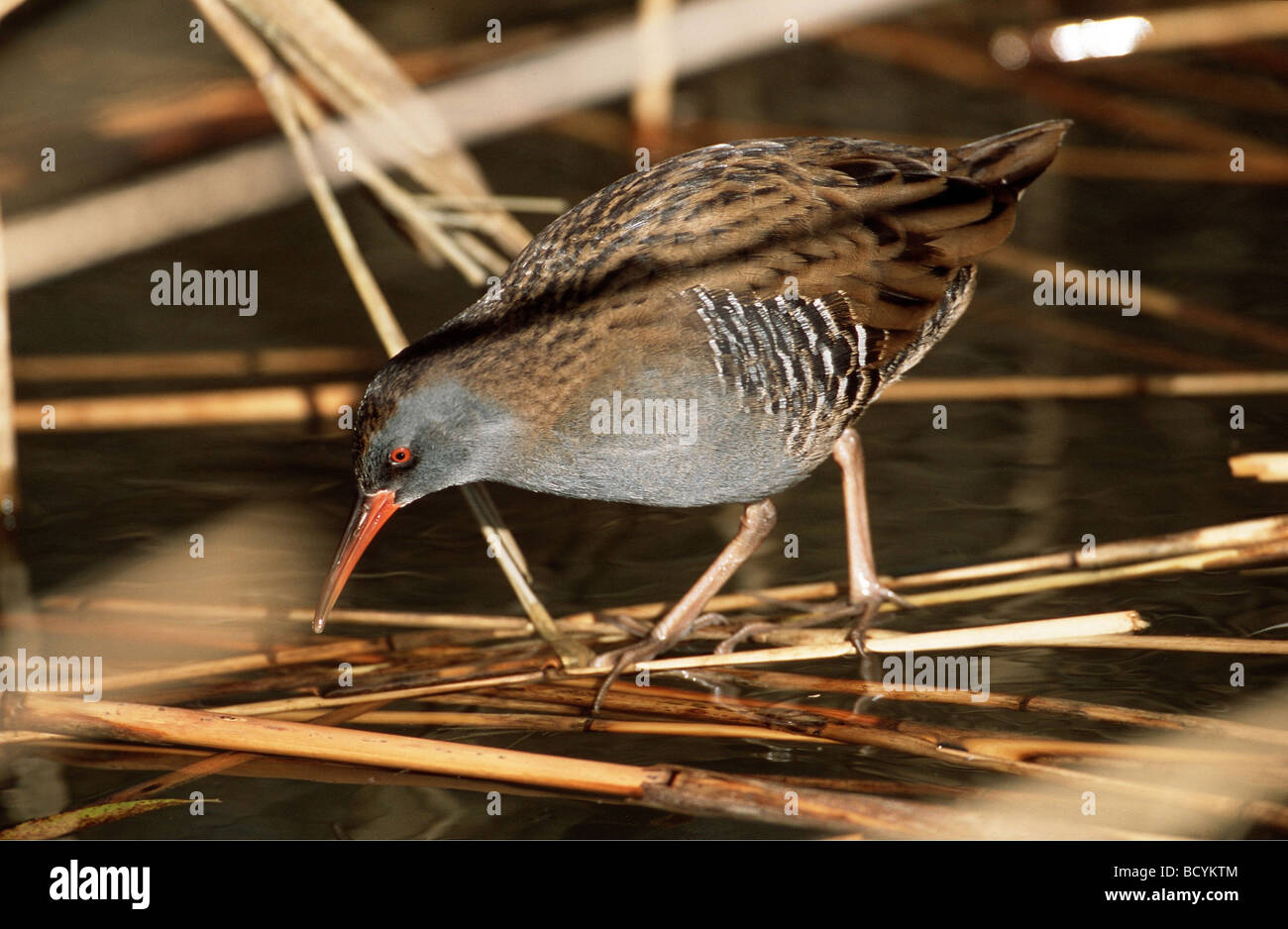 Water Rail (Rallus aquaticus) foraging in water Stock Photo - Alamy
