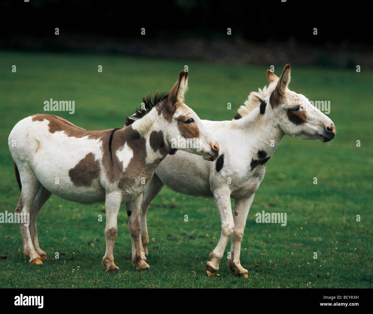 Two donkeys standing hi-res stock photography and images - Alamy