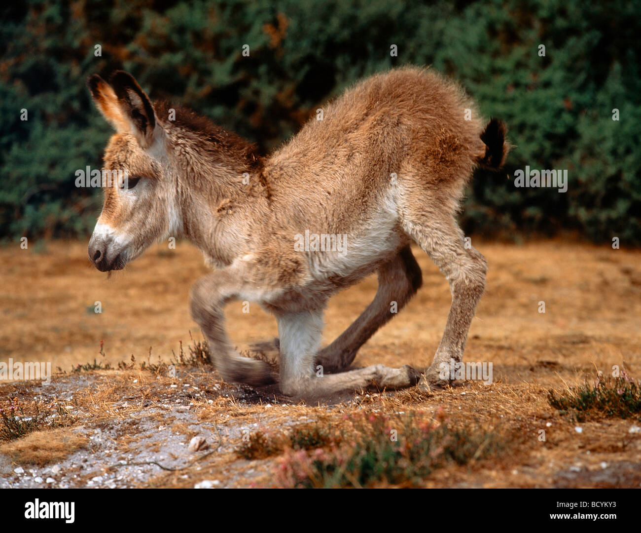 young donkey standing up Stock Photo - Alamy